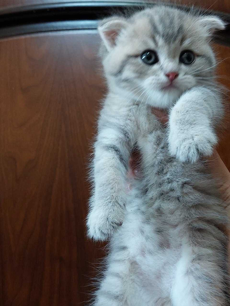 Котята скотиш страйт, скотиш фолд