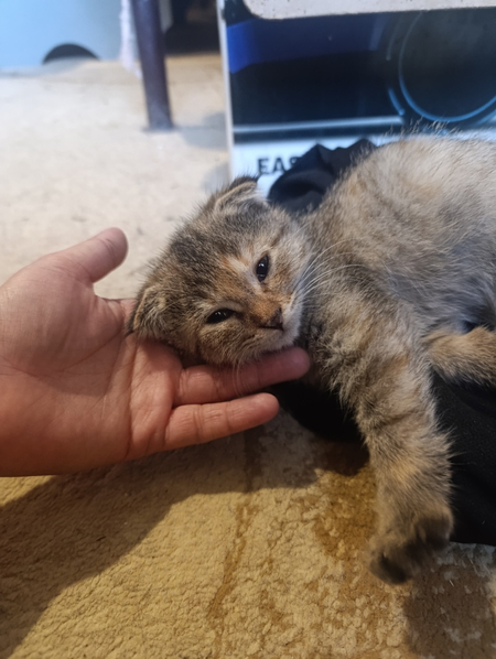 Вислоухие котята