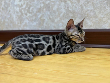 Бенгальские котята