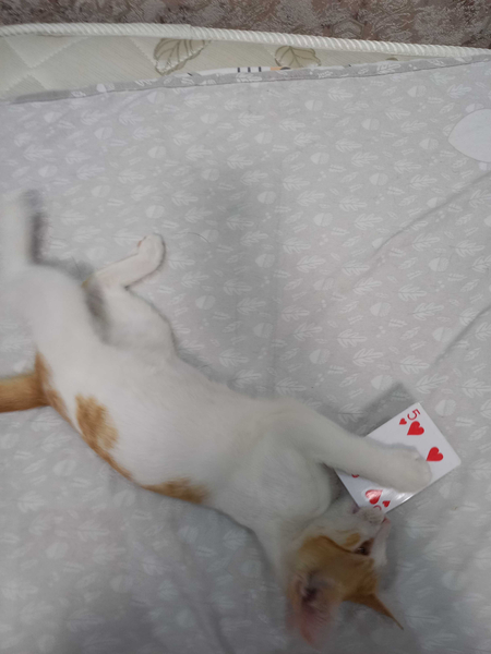 Котенок. Отдам котенка в добрые руки