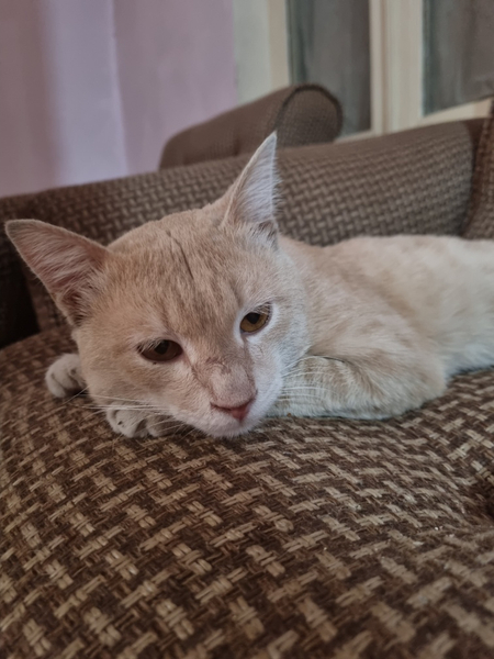 Котик помогу с катрацией