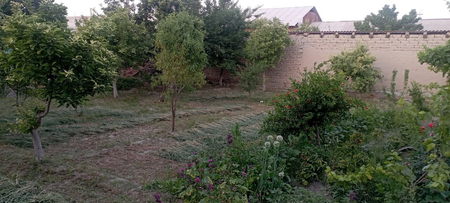 Chinobod mahallasida uchaska sotiladi