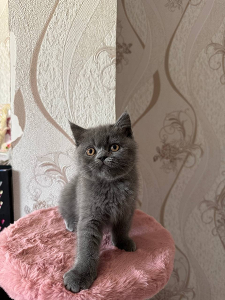 Продаются чистокровные британские котята