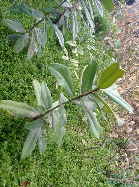 Magnoliya gullari