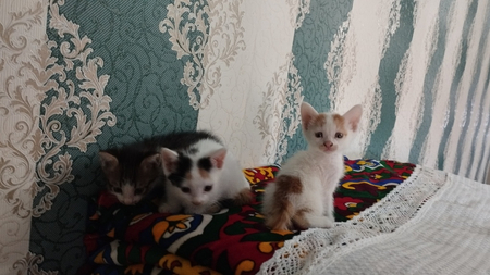 Отдам даром котят в хорошие руки.