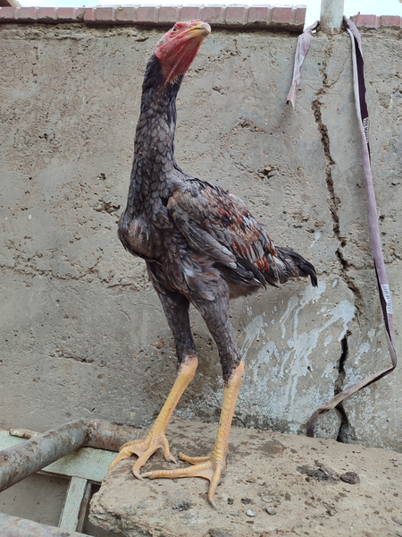 Kulangi xo\\\'roz jo\\\'ja sotiladi