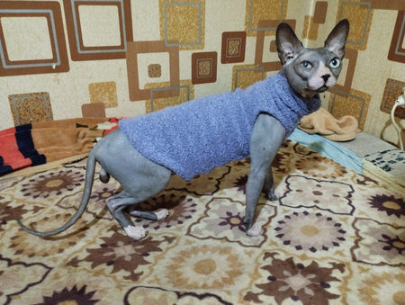 Одежда для кошек