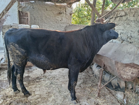 2 yashar Buqa sotiladi