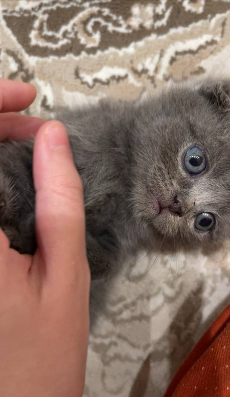 Кошки Шатлански Веслоуха
