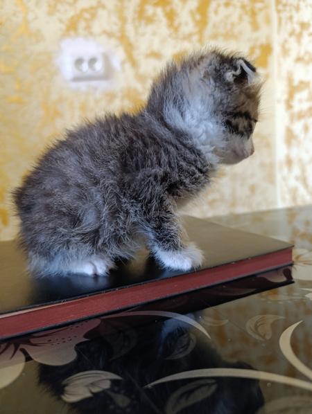 Scottish Fold 3 oylik mushuk erkak