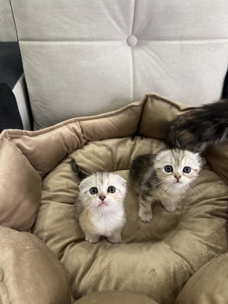 Котята скоттиш фолд