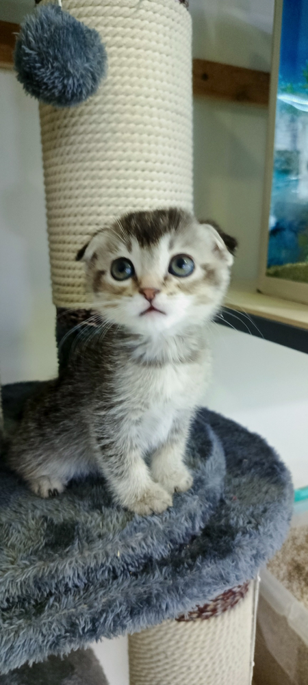 Продается шотландский котята