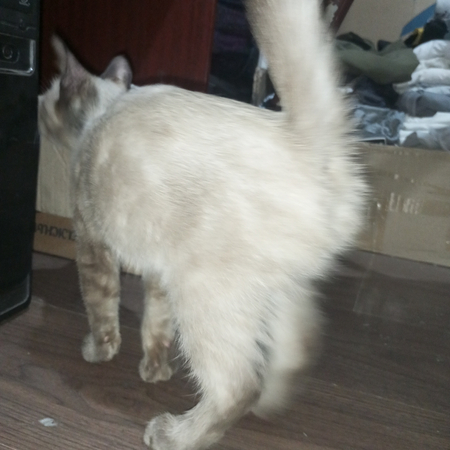 Mushukcha / siam