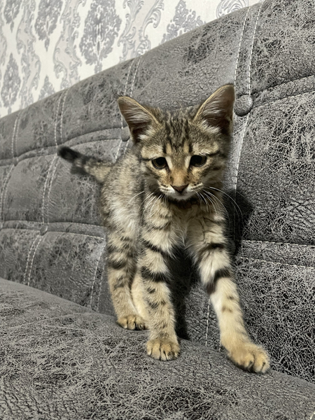 Котонки 1 месяц,