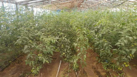 Hovli uy sotiladi . Termiz tuman (NAMUNA)