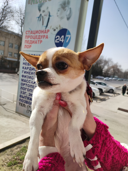 Чихуахуа ищет невесту