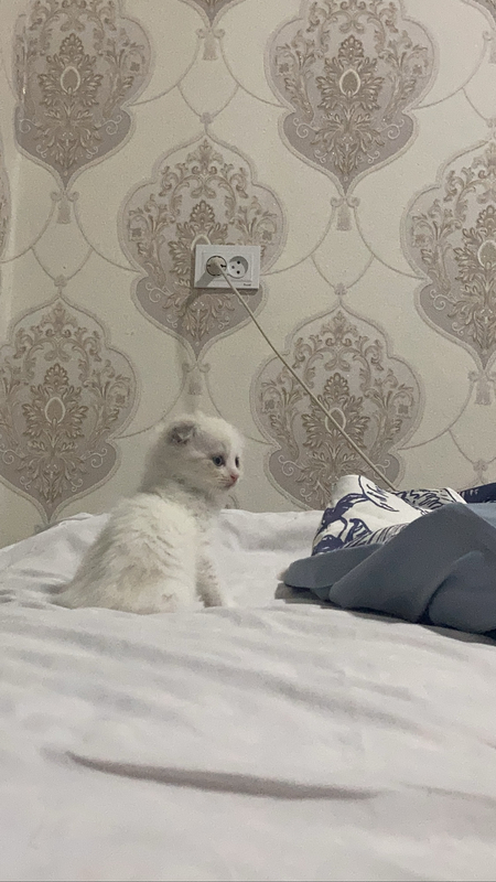 Scottish fold 2 oylik aqili hamma narsani biladi praplan yevoti