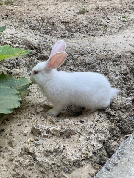 Quyonlar bor parodasi velikan