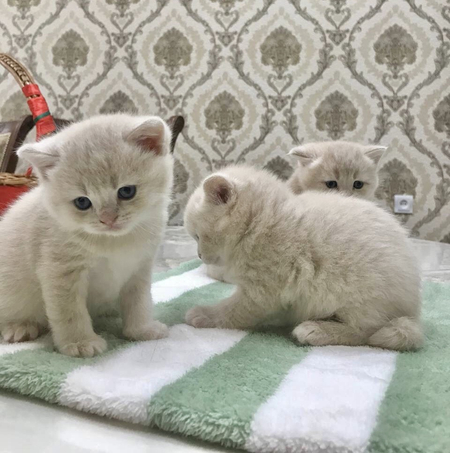 Шотланские шиншиллы пямоухие элитные котята