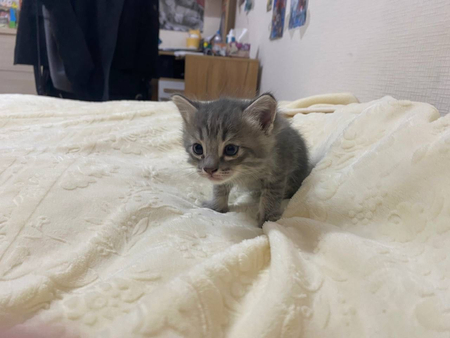 Милые котята ищут дом