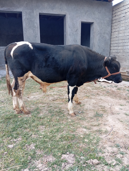 Buqa sotiladi tuzelda