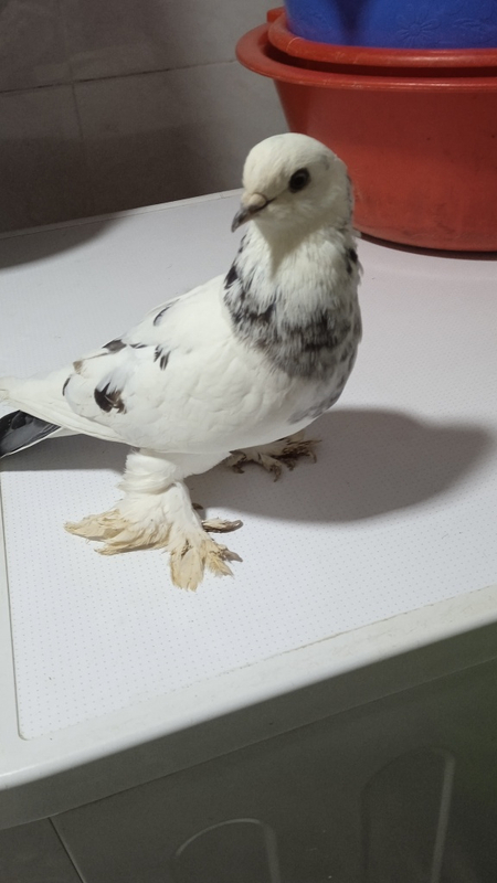 Kabutar sotiladi 2 ta Голуб каптар