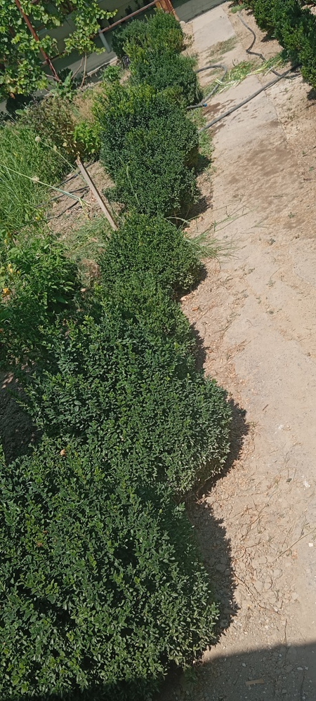 Shamshot köchatlari