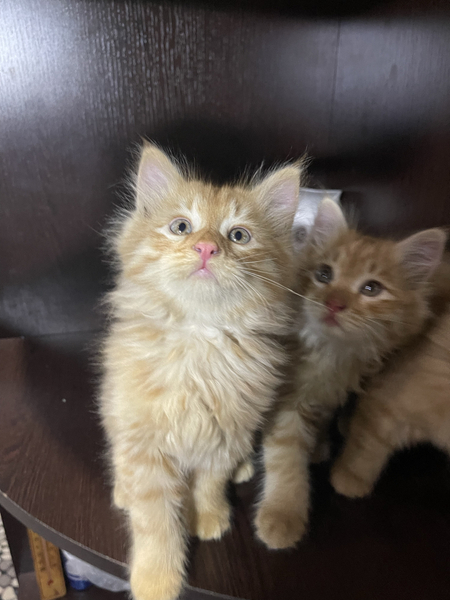 Котята мальчика