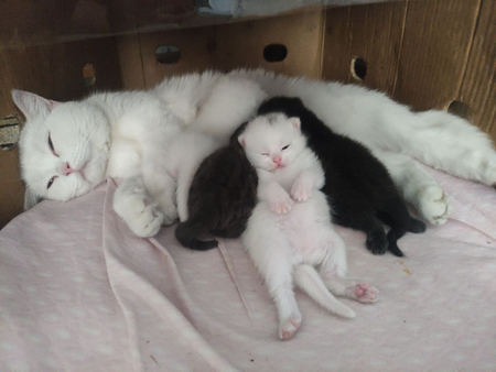 Котики продается