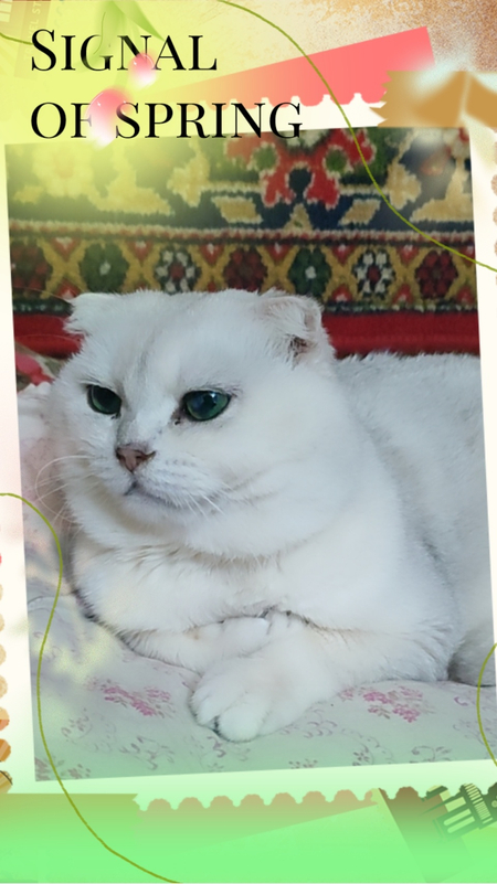 Скотиш Фолд Шиншиллы на вязку