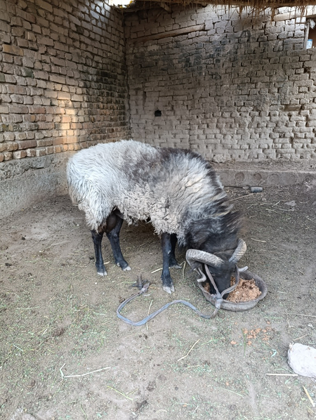Кошкар, примерно 40кг,
