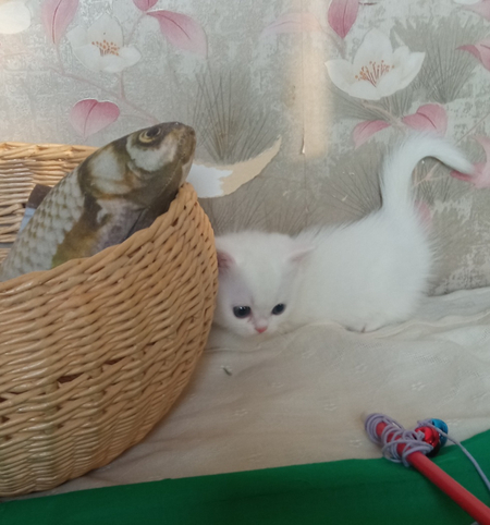Манчкин. Белого окраса