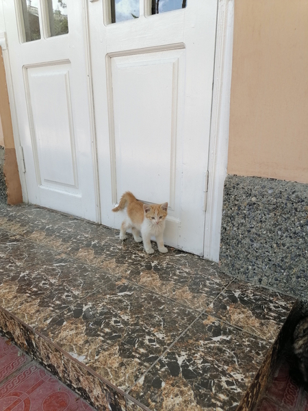 Продается котик.