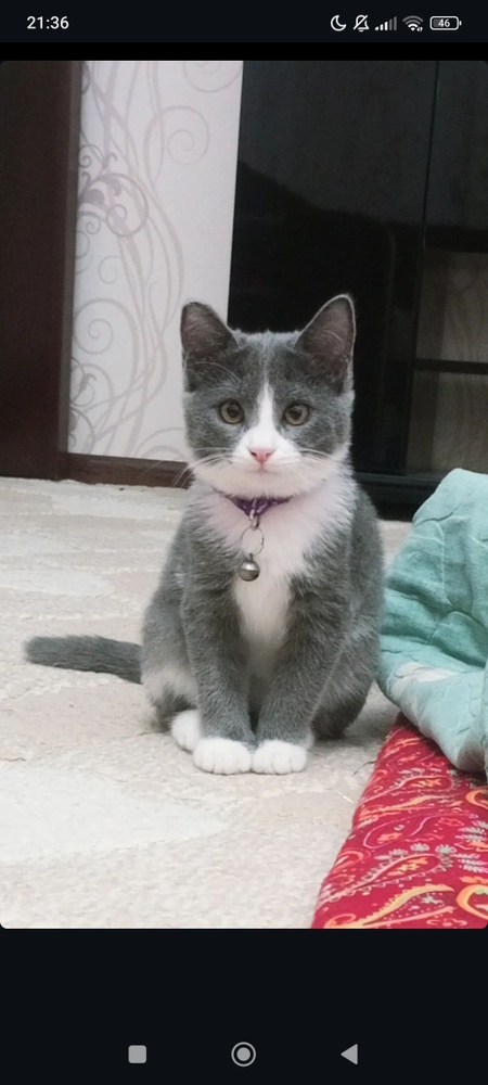 Скоттиш Страйт девочка