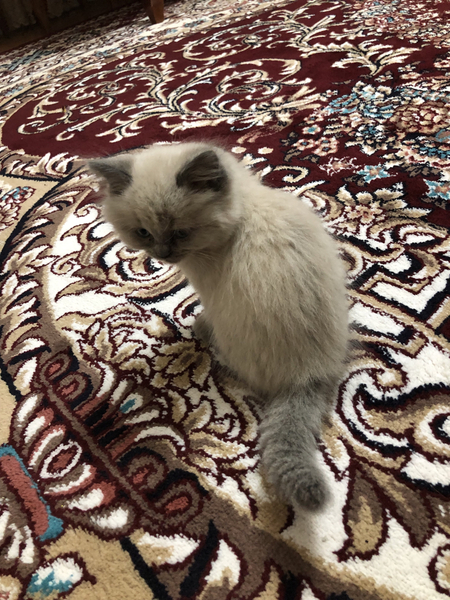 Uy mushugi 2 oylik Домашний котёнок  2 месяцев мальчик