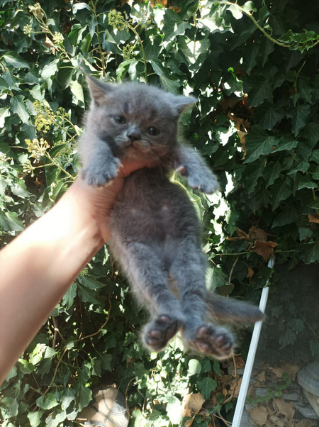Продаются чистокровные Шотландские котята Скоттишь Фолд