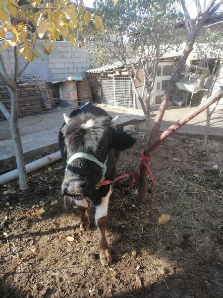 1.5 yoshli buqacha boqiladigon