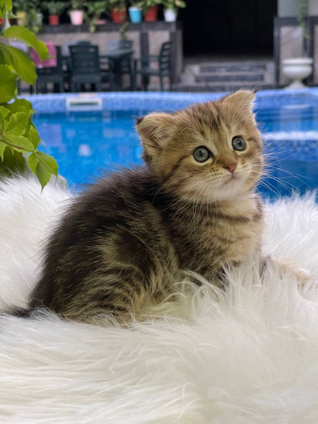 Скоттиш-фолд смешанный
