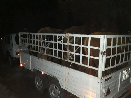 Mashina zur ozim xayadab yurgan