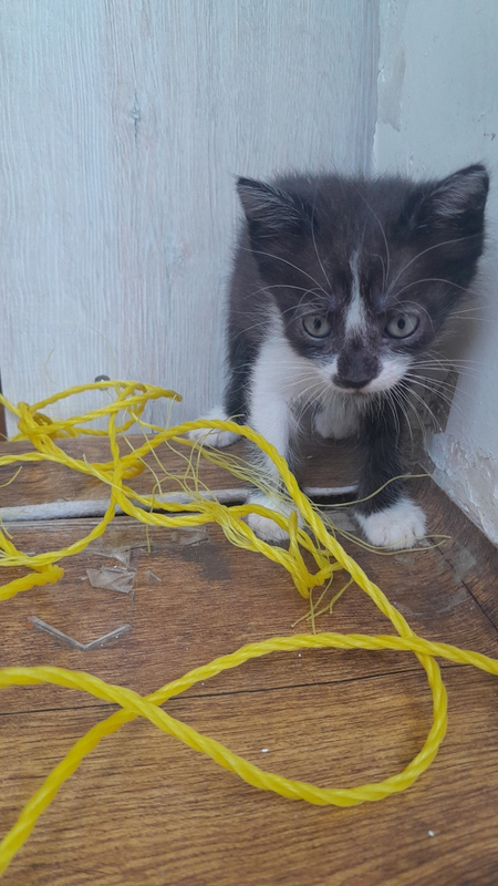 Котята домашние здоровые