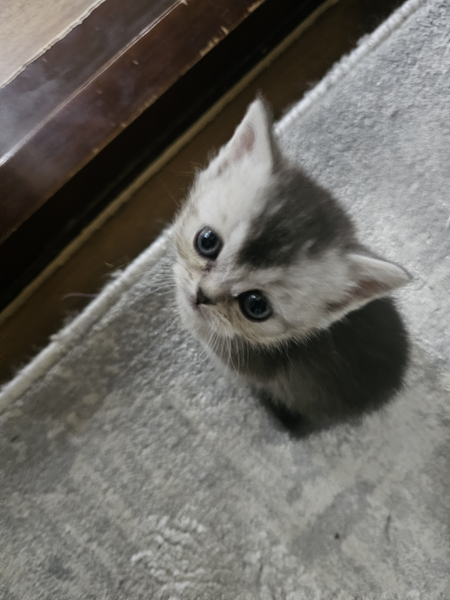 Котенок Скотиш Страйт
