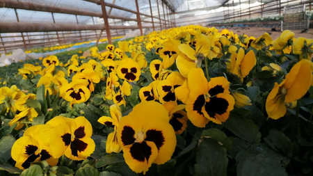 Perecheslena bor Gul flowers  veola  To'lov istalgan usulda viola