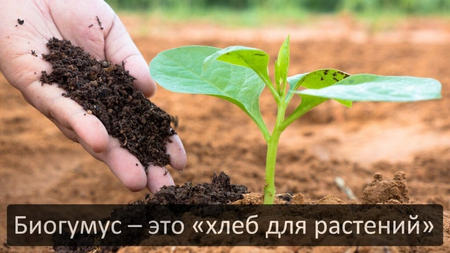 Биогумус сотилади табий тозза махсулот кг 150 сум