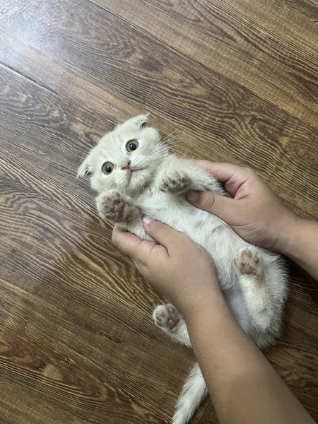 Кошки очень милые