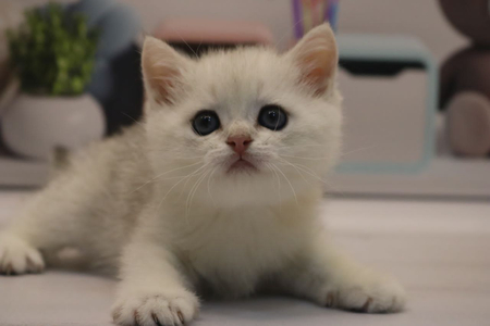 Британские котята