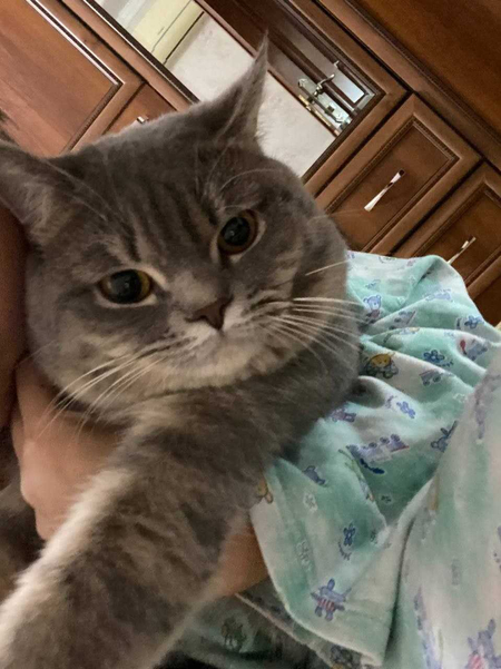 Вязка кот срочна