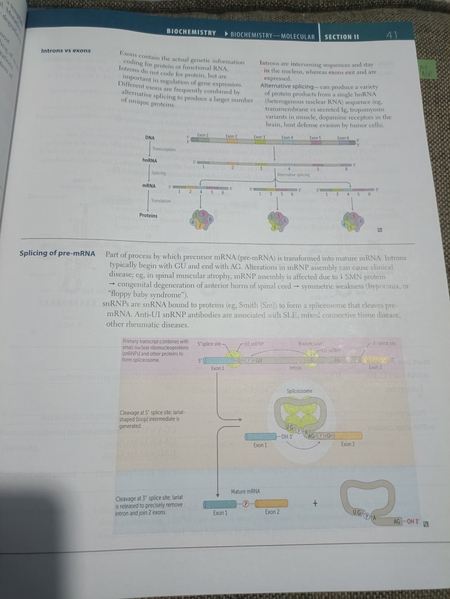 Оригинал! USMLE First Aid 2024 step1