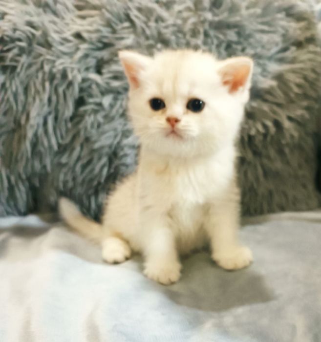 Шотландские вислоушки