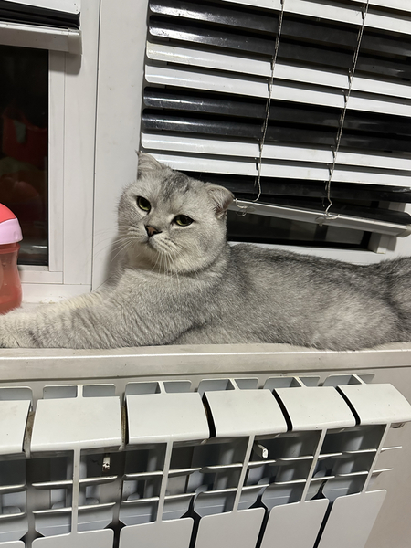 Вязка кот приглашает дам к себе