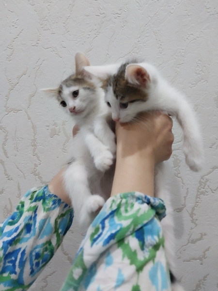 Отдам даром в хорошие руки